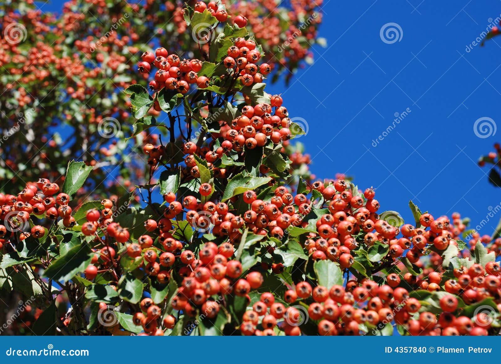 Fruits of Mountain Red Ash Tree Stock Photo - Image of bunch, fall: 4357840