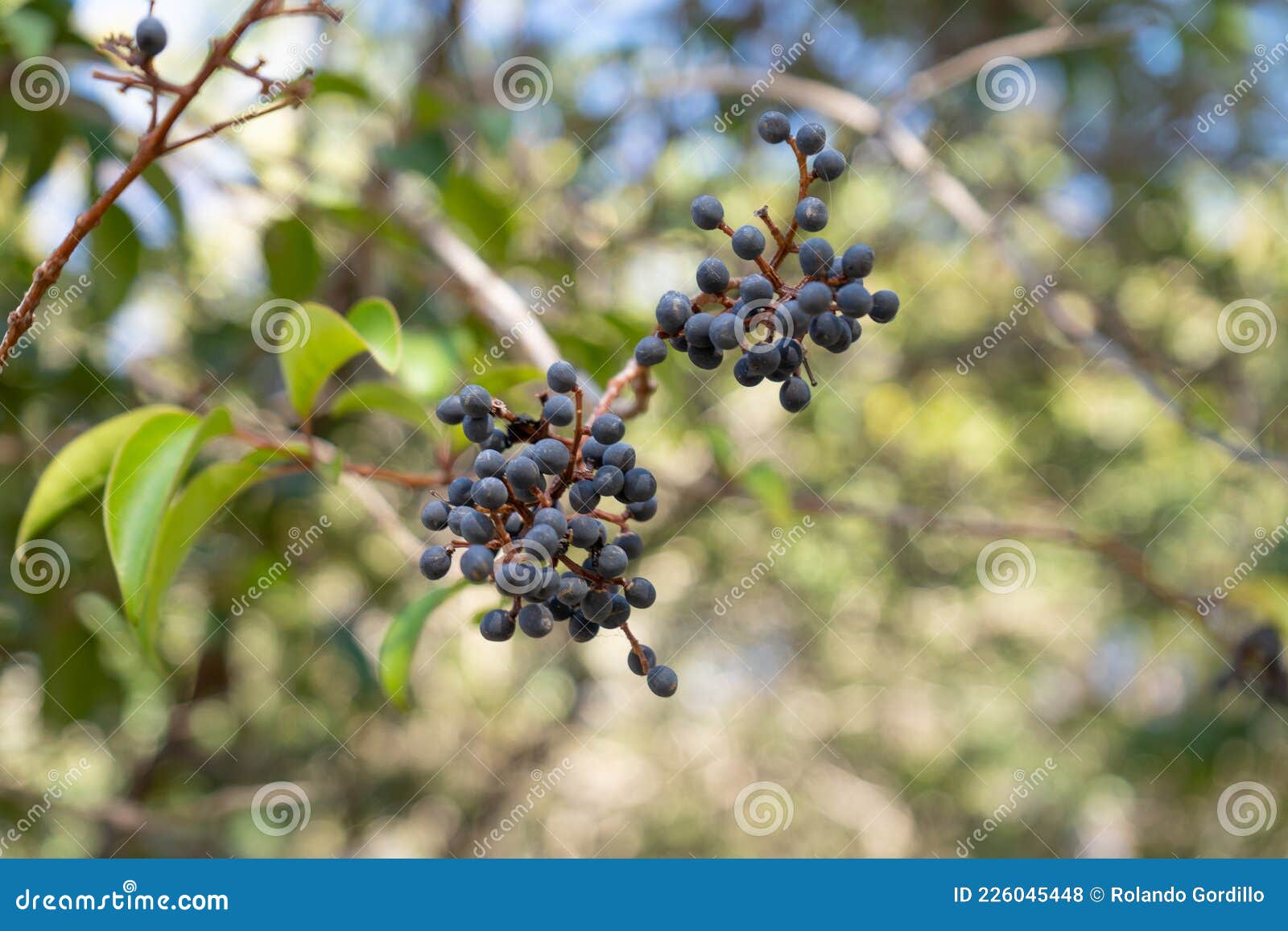 Myoporum Laetum; Ngaio Tree Native To New Zealand And Considered ...