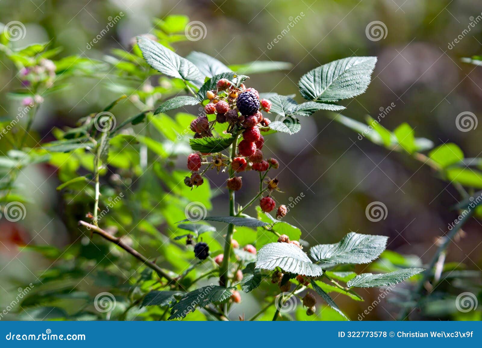Fruits of a Mysore Raspberry, Rubus Niveus Stock Photo - Image of ...