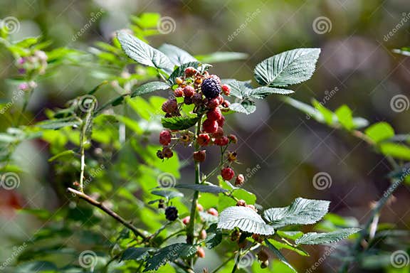 Fruits of a Mysore Raspberry, Rubus Niveus Stock Photo - Image of ...