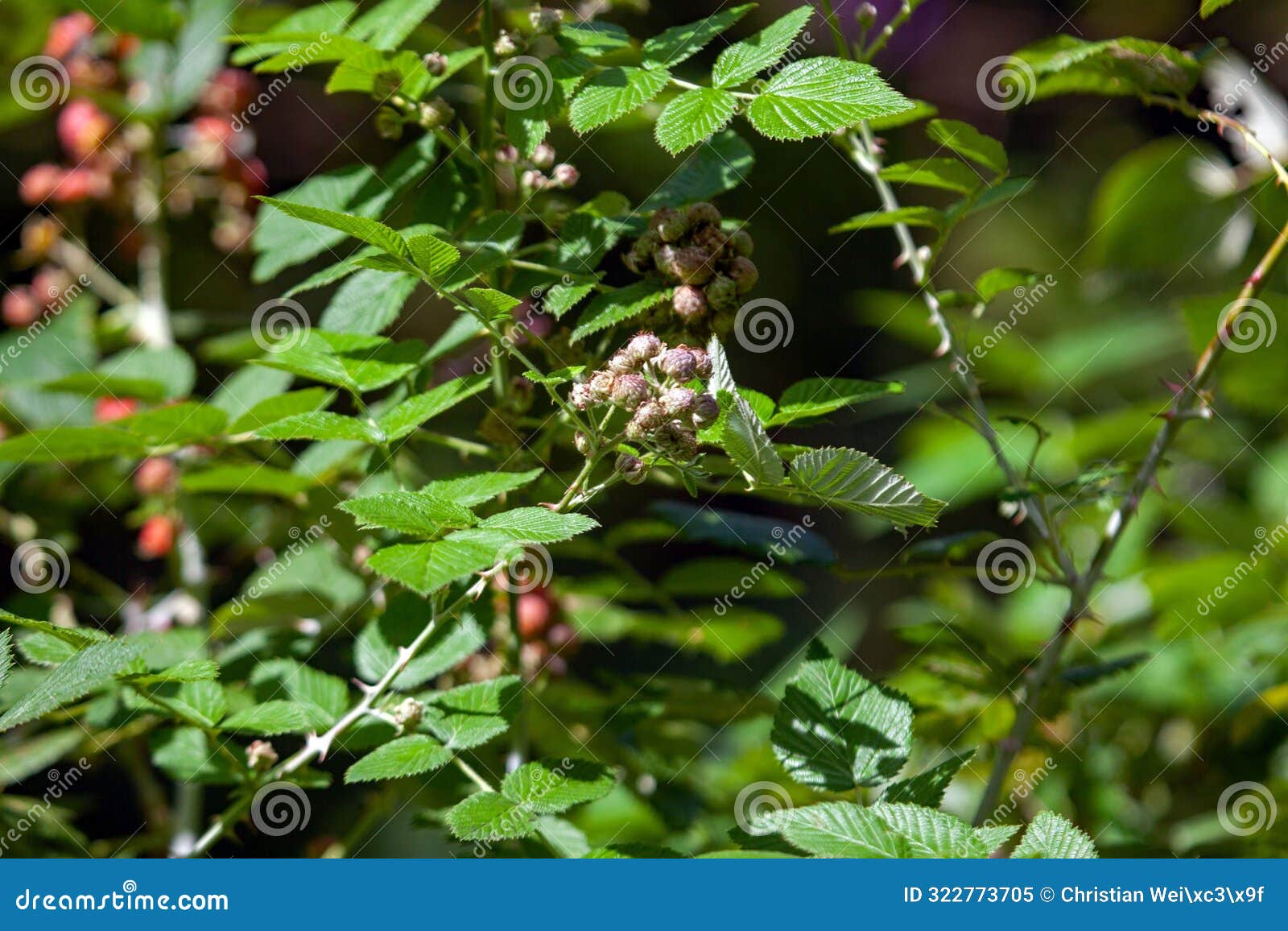 Fruits of a Mysore Raspberry, Rubus Niveus Stock Image - Image of ...