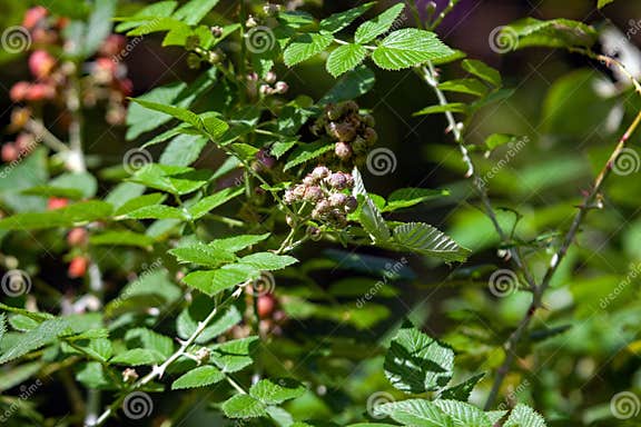 Fruits of a Mysore Raspberry, Rubus Niveus Stock Image - Image of ...
