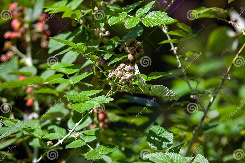 Fruits of a Mysore Raspberry, Rubus Niveus Stock Image - Image of ...