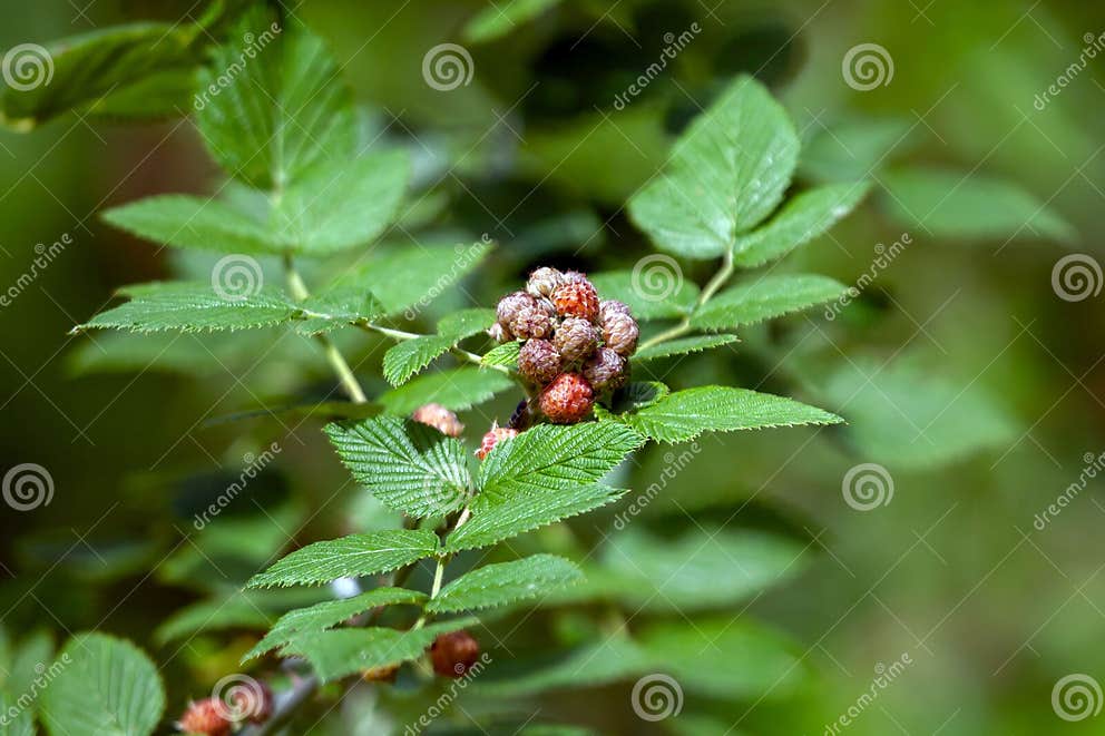 Fruits of a Mysore Raspberry, Rubus Niveus Stock Image - Image of ...