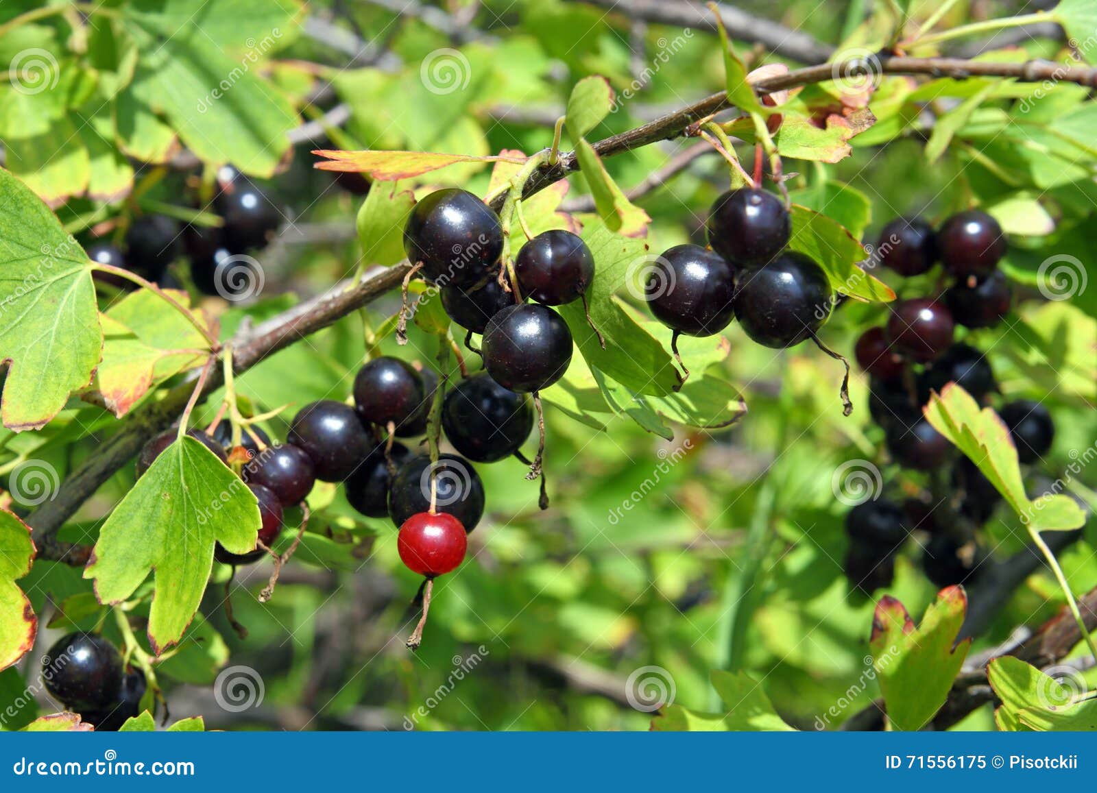 Fruits noirs de jostaberry image stock. Image du nature - 71556175