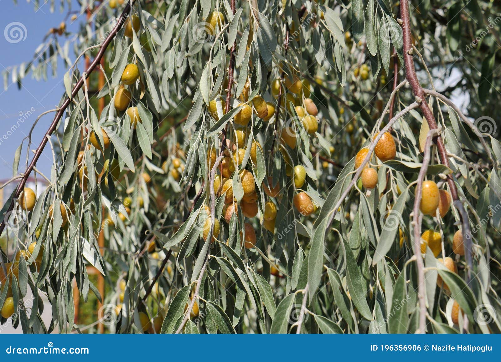 Fruits on Oleaster Tree, Medicinal Oleaster Fruit Stock Photo - Image ...