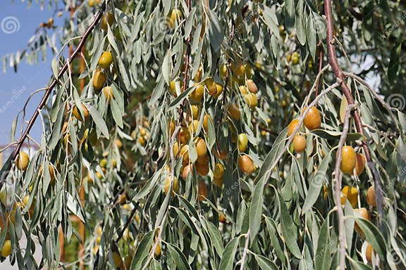 Fruits on Oleaster Tree, Medicinal Oleaster Fruit Stock Photo - Image ...