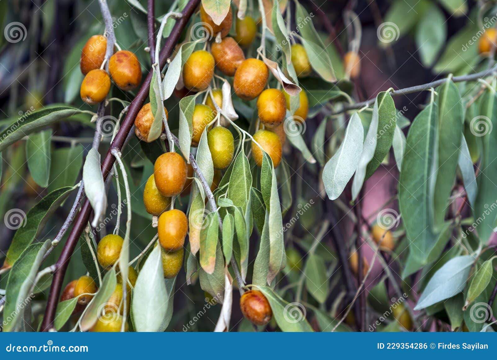 Fruits on oleaster tree stock photo. Image of harvest - 229354286