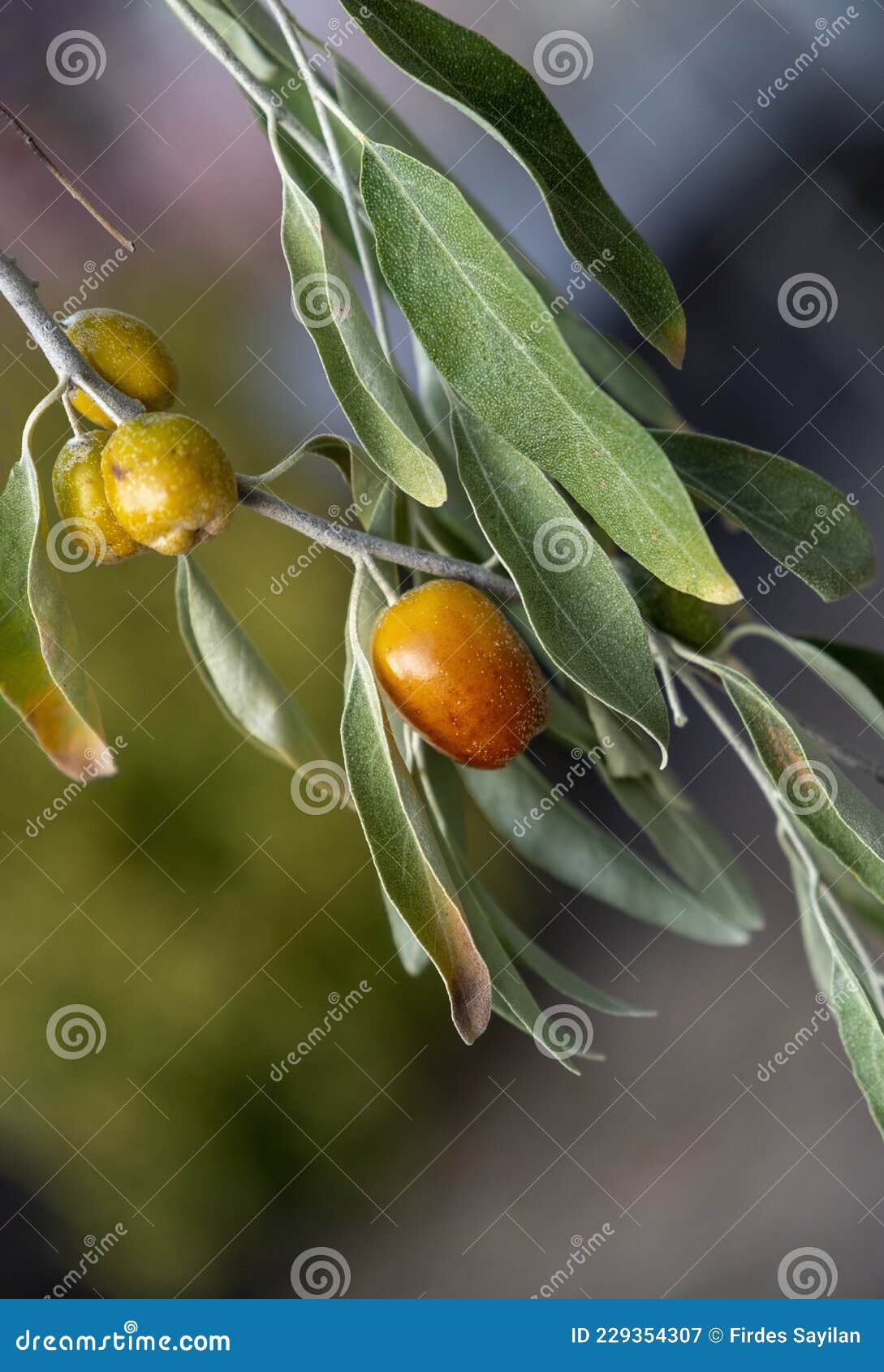 Fruits on oleaster tree stock image. Image of sweet - 229354307