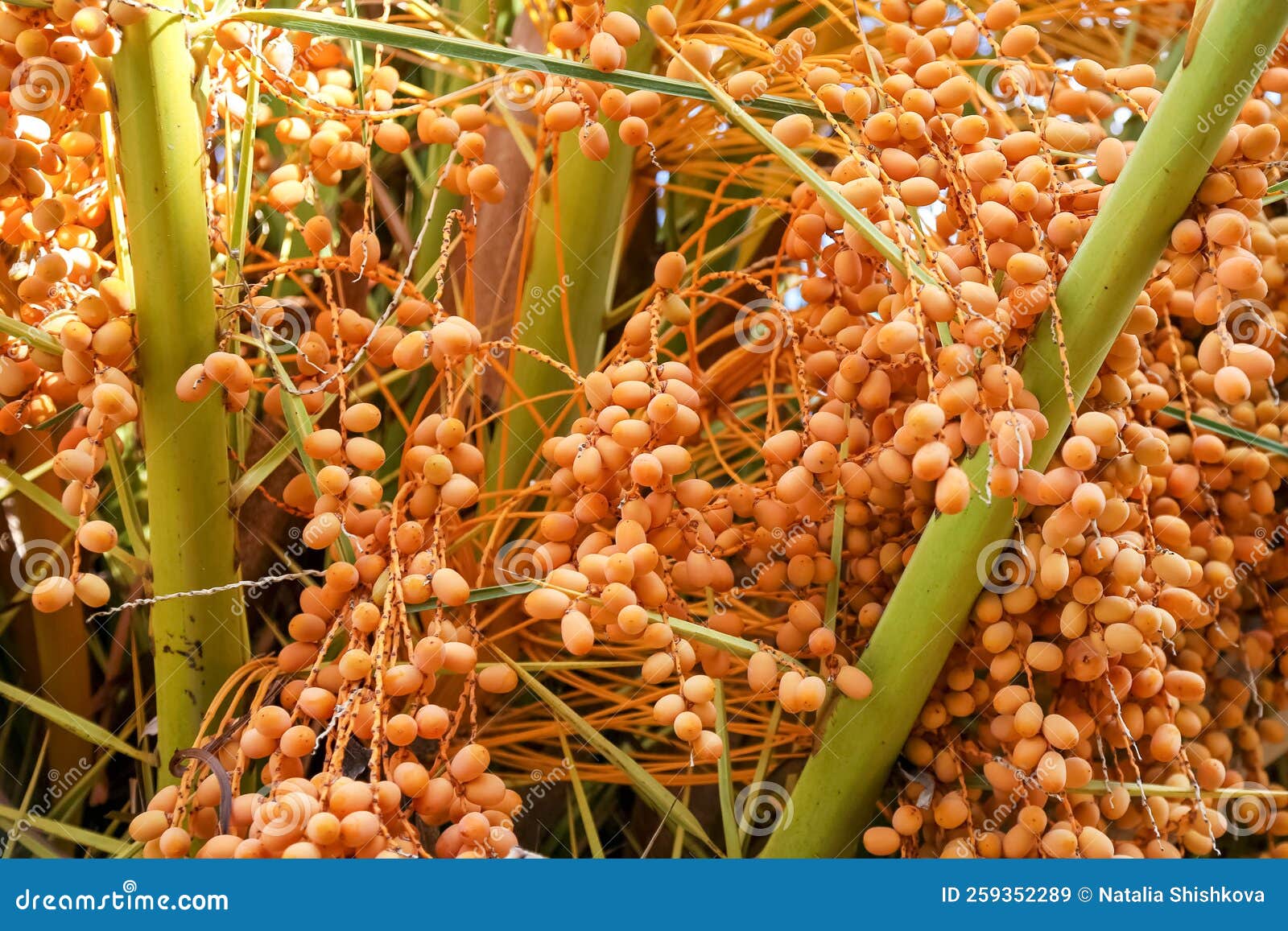 The Fruits of the Orange Palm Tree are Shown in Close-up. Date Palm ...