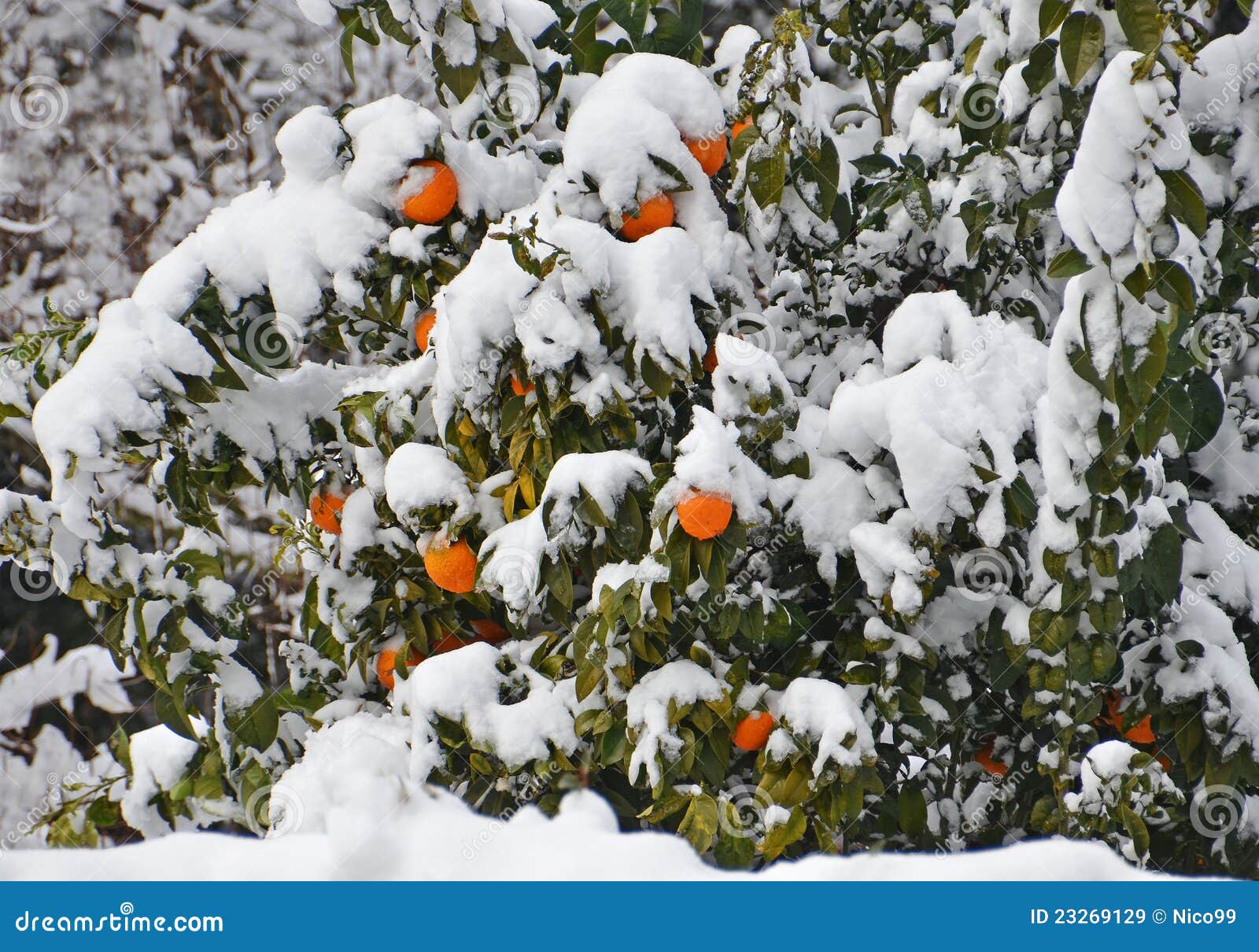 Fruits Oranges Sous La Neige Image stock - Image du hivernal, botanique ...