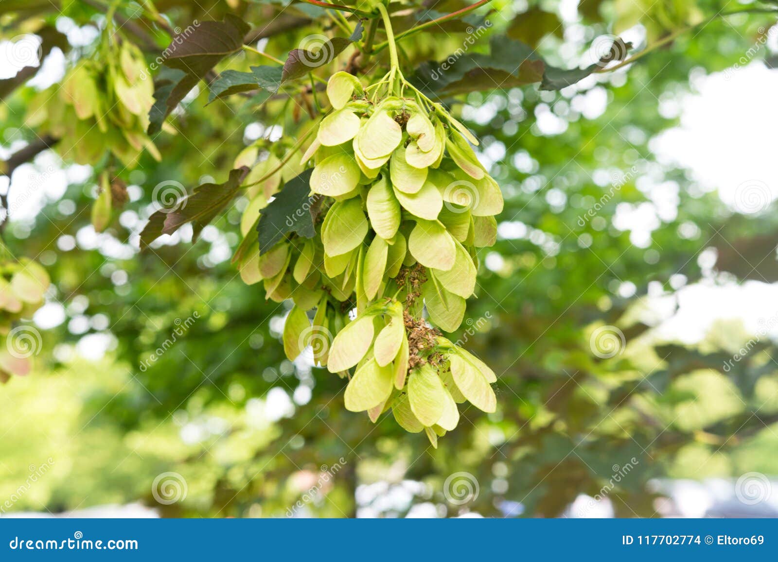Fruits ou samaras d'érable photo stock. Image of environnement - 117702774