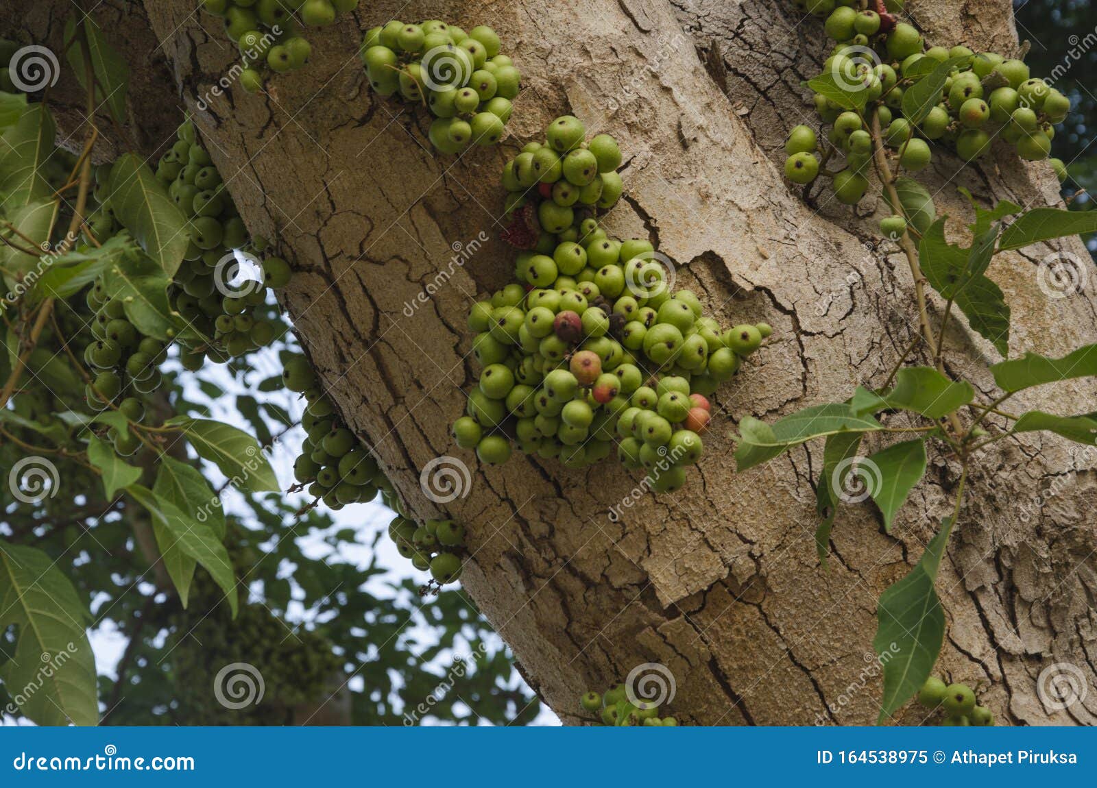 Fruits and Outer Bark of Common Fig Tree Stock Image - Image of food ...