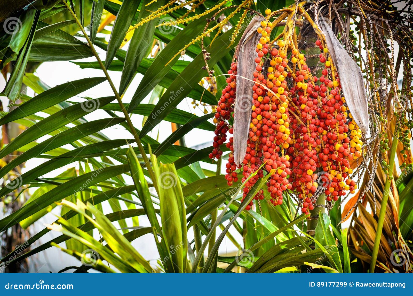 Fruits of palm tree stock image. Image of cluster, tropic - 89177299
