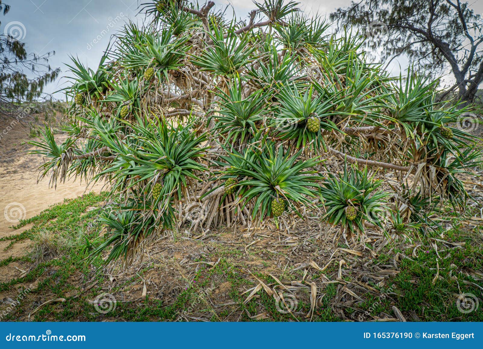Fruits of the Pandanus Palm are Hanging on a Pandanus Palm Stock Photo ...