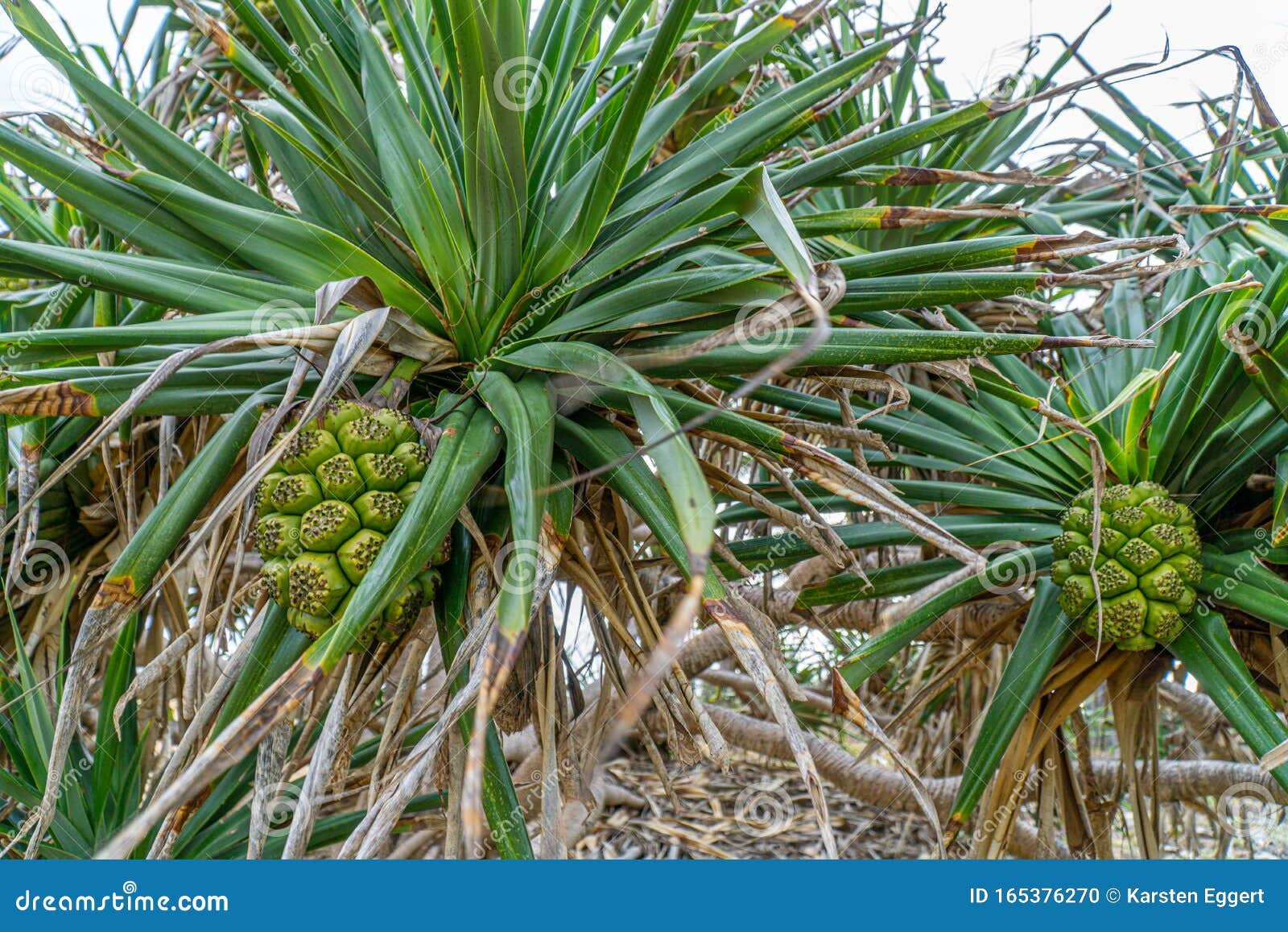 Fruits Of Pandanus Odoratissimus Or Adan In Ishigaki Island, Okinawa ...