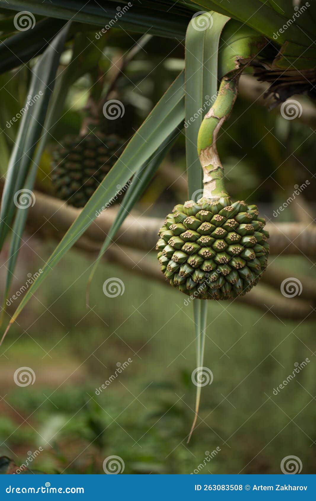 The Pandano, Pandanus Utilis, Is A Tropical Tree. Native To Madagascar ...