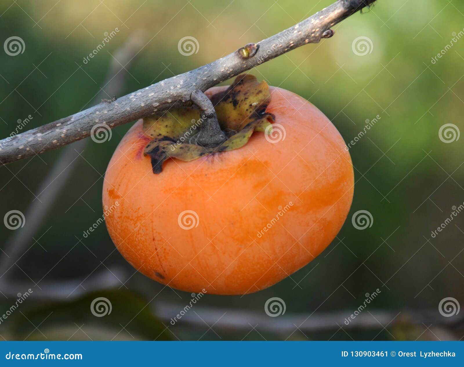 Fruits of Persimmon on the Branches of a Tree Stock Image - Image of ...