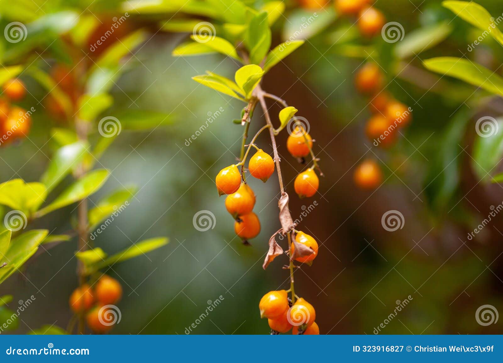 Fruits of a Pigeon Berry, Duranta Erecta Stock Image - Image of ...