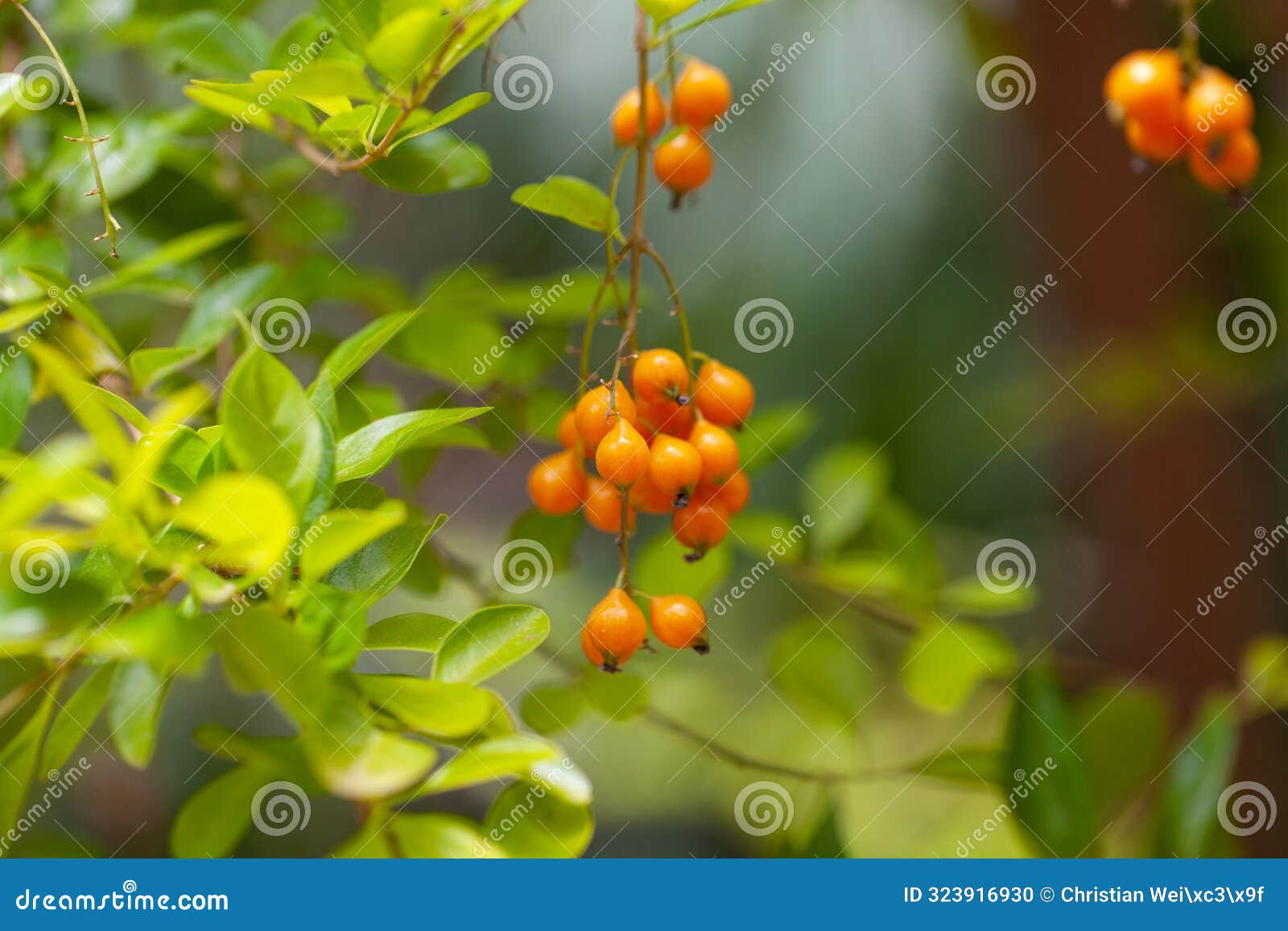 Fruits of a Pigeon Berry, Duranta Erecta Stock Photo - Image of ripe ...