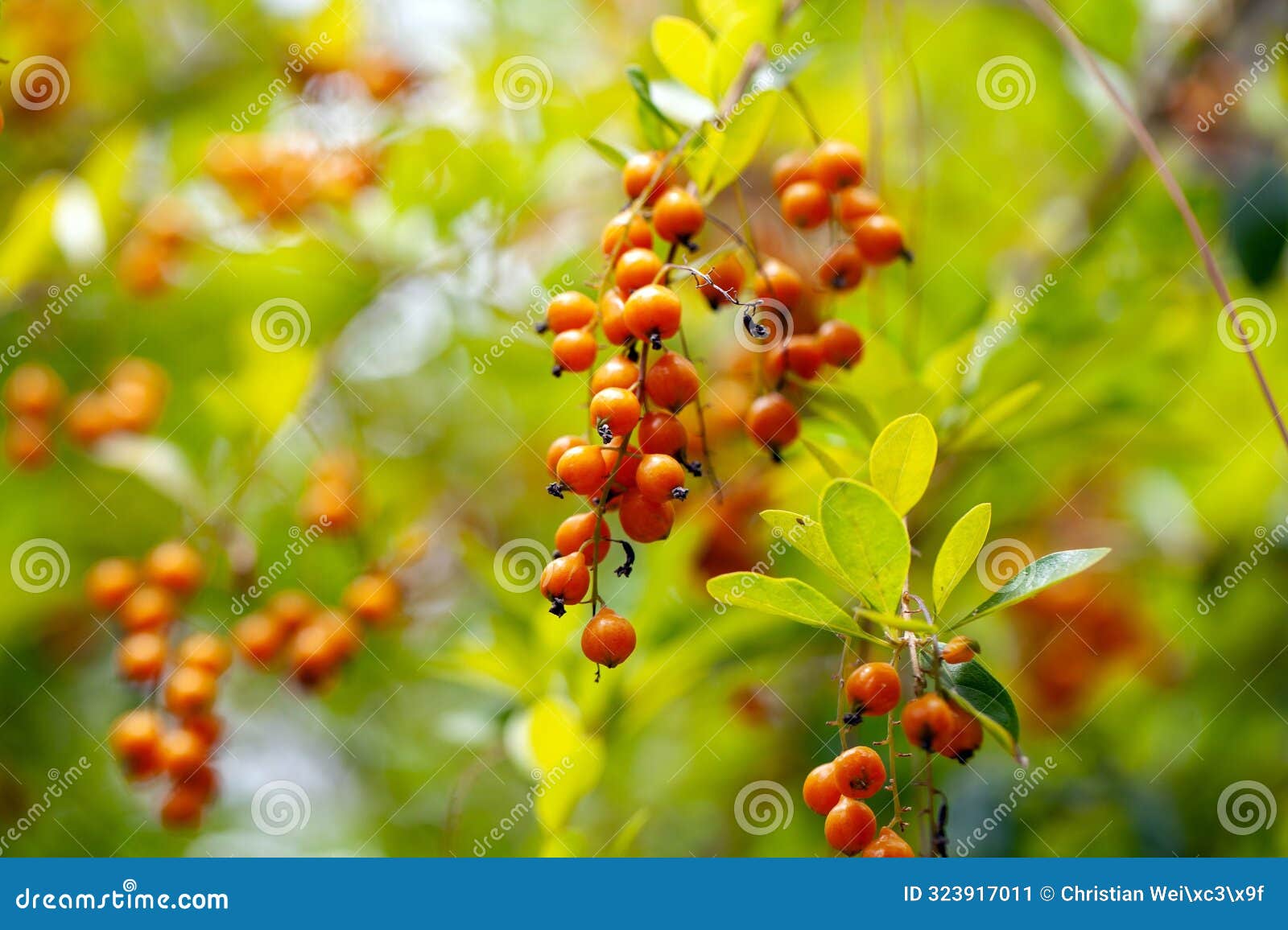 Fruits of a Pigeon Berry, Duranta Erecta Stock Image - Image of branch ...