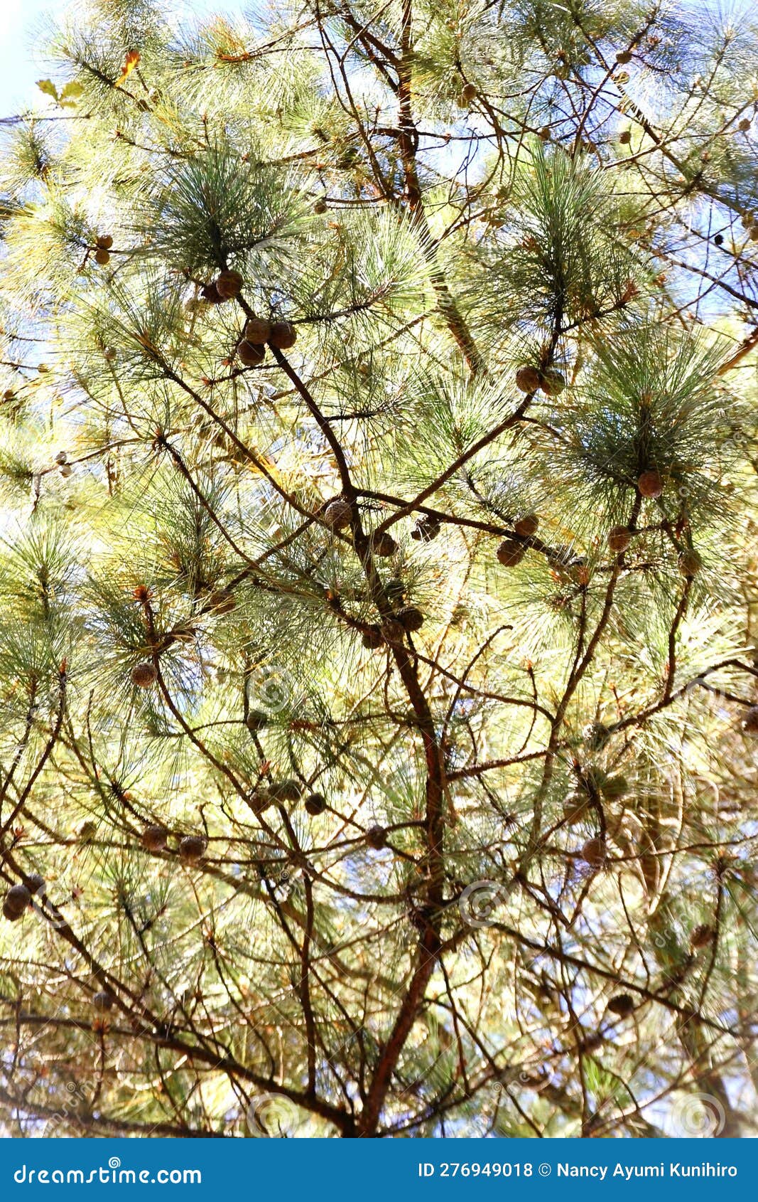 The Fruits of Pinus Pinaster in Sunny Day Stock Photo - Image of pinus ...