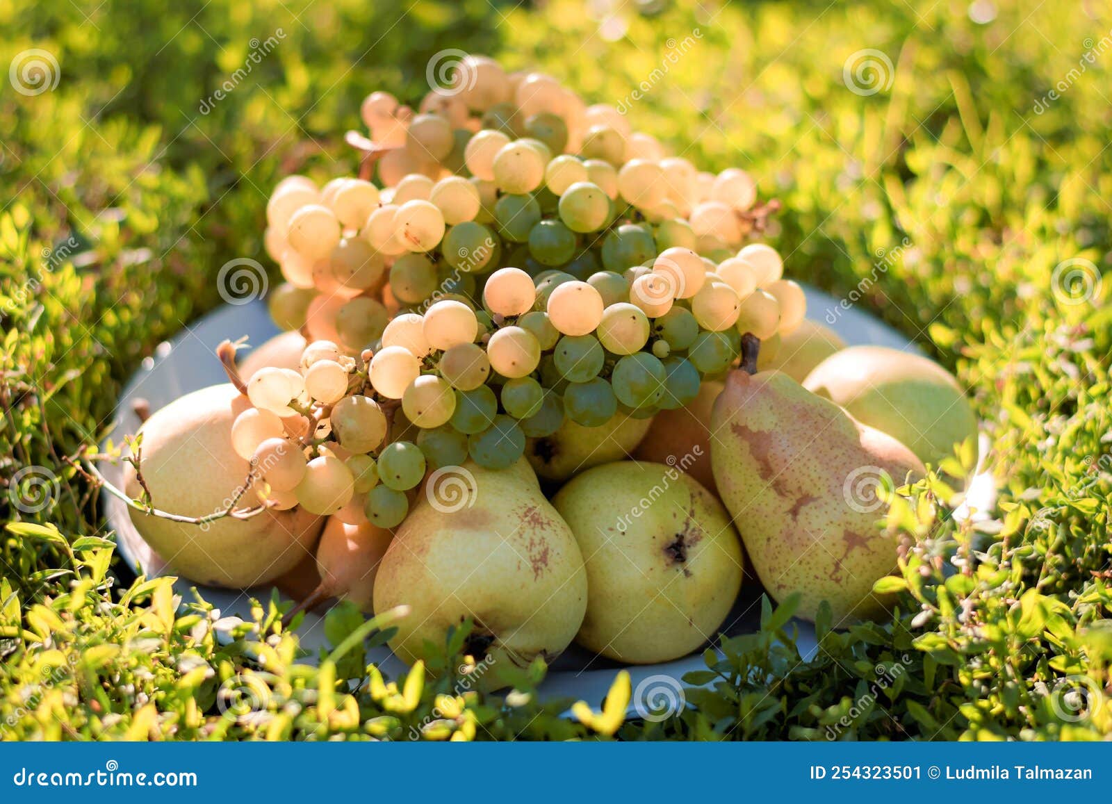 Fruits in the Plate, on the Grass Stock Image - Image of harvest, fruit ...