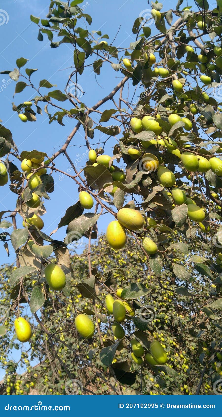 FRUITS of PLUM in INDIA stock image. Image of agriculture - 207192995