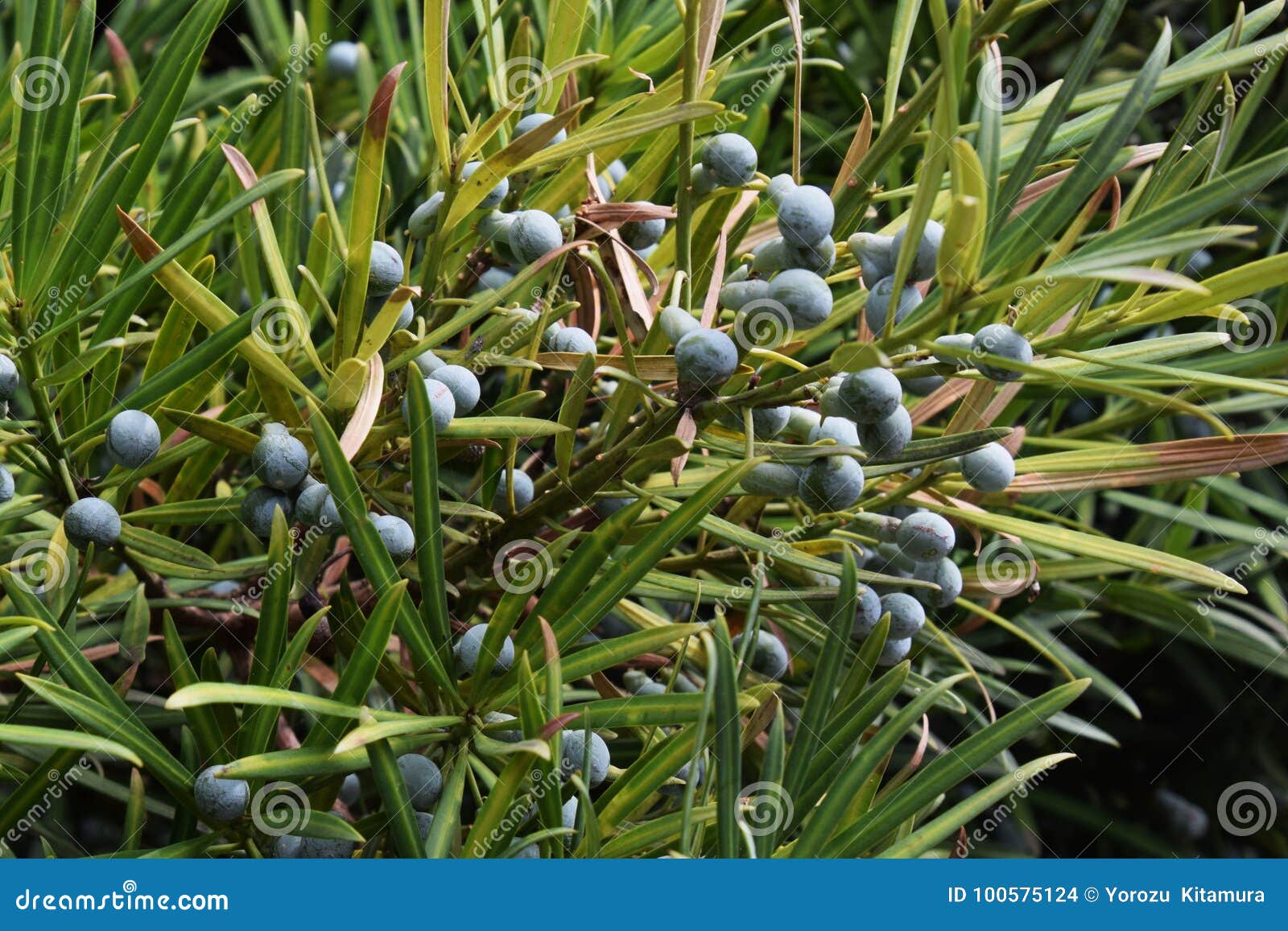 Fruits of podocarpus stock photo. Image of coniferous - 100575124