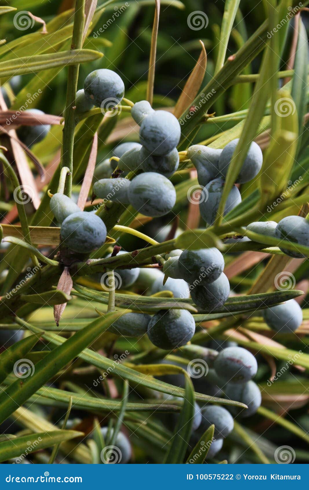 Fruits of podocarpus stock photo. Image of coniferous - 100575222