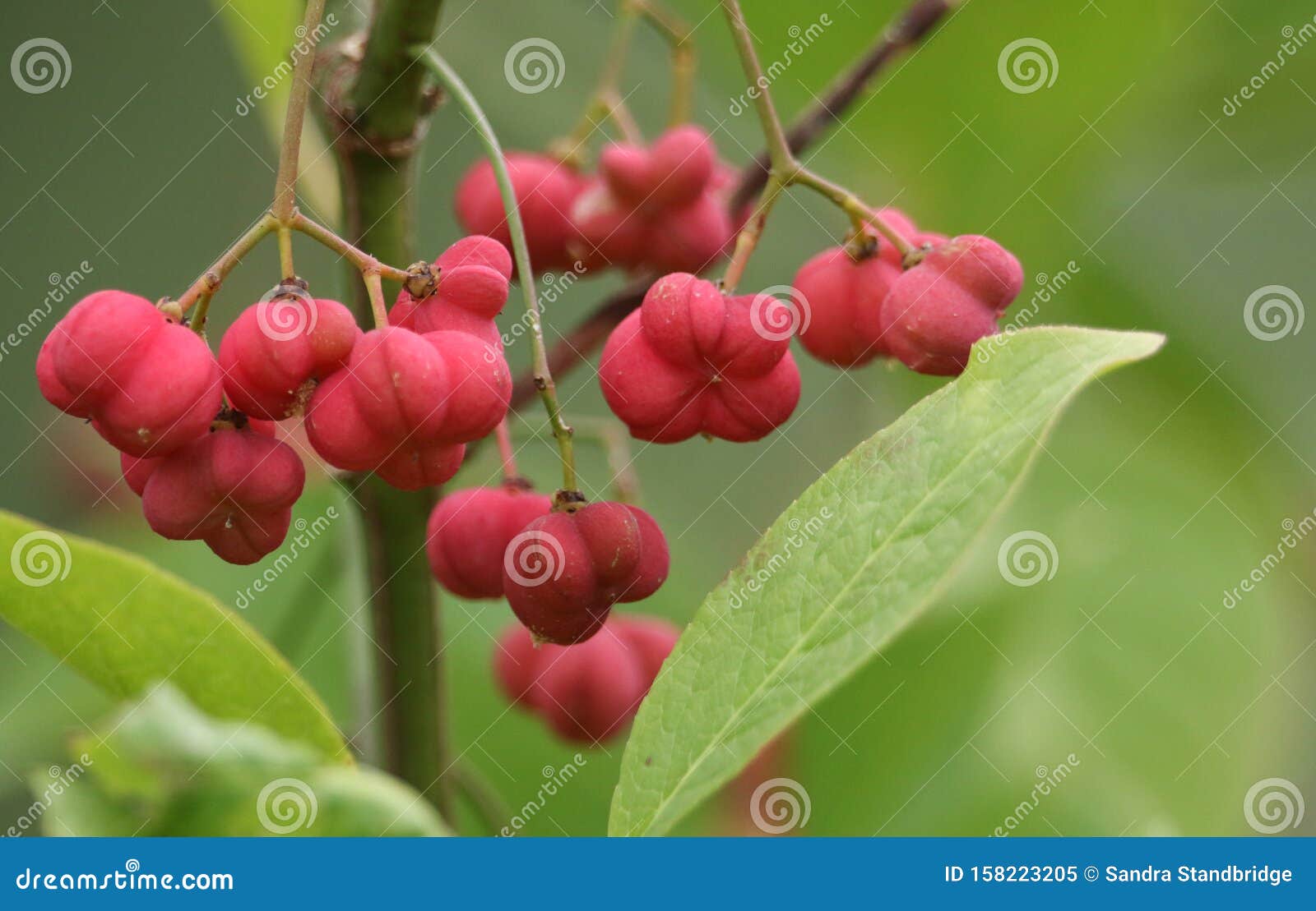 The Fruits of a Spindle Tree, Euonymus Europaea, Growing in the Wild ...