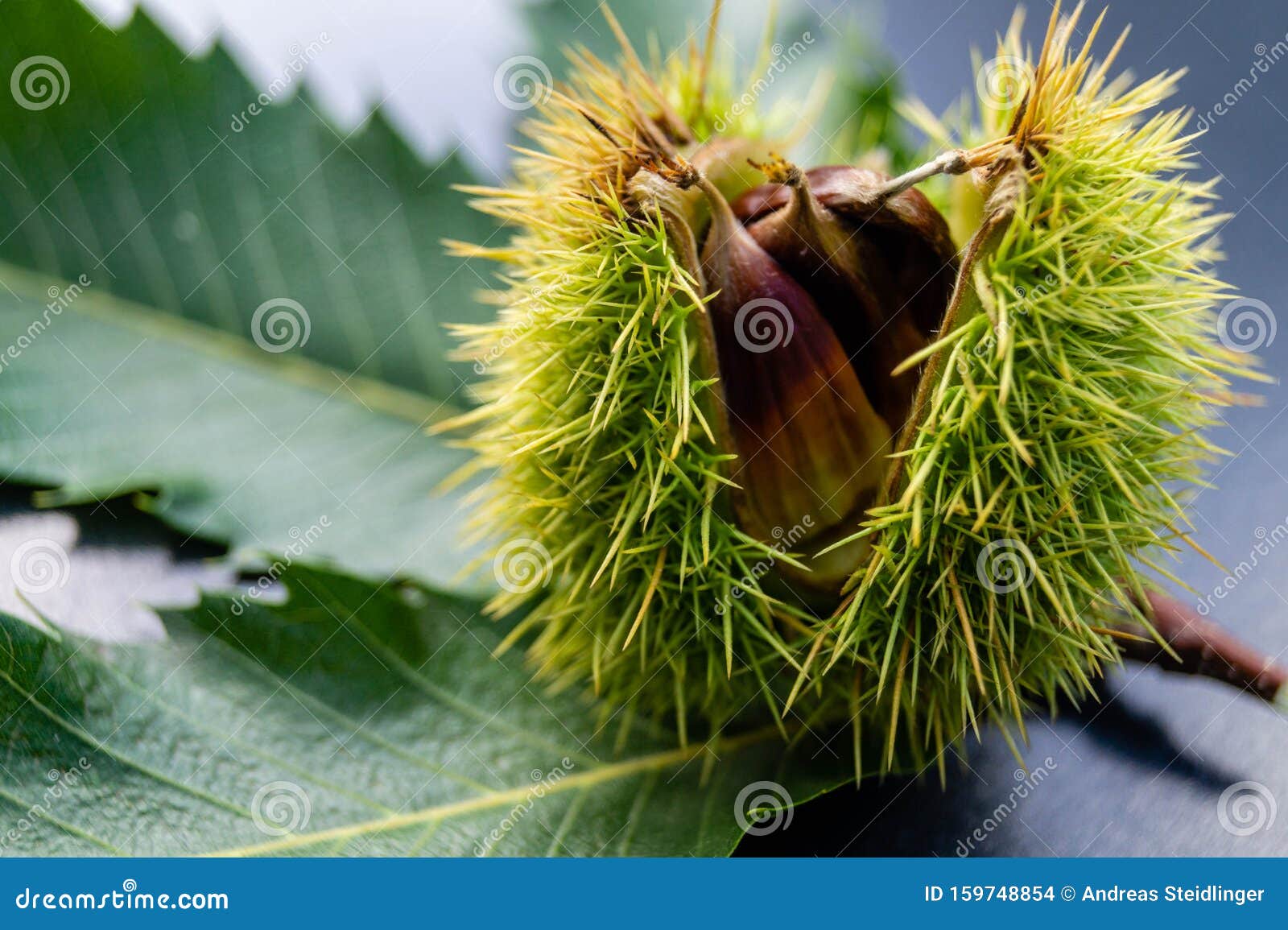 Prickly chestnut Castanea stock photo. Image of natural - 159748854
