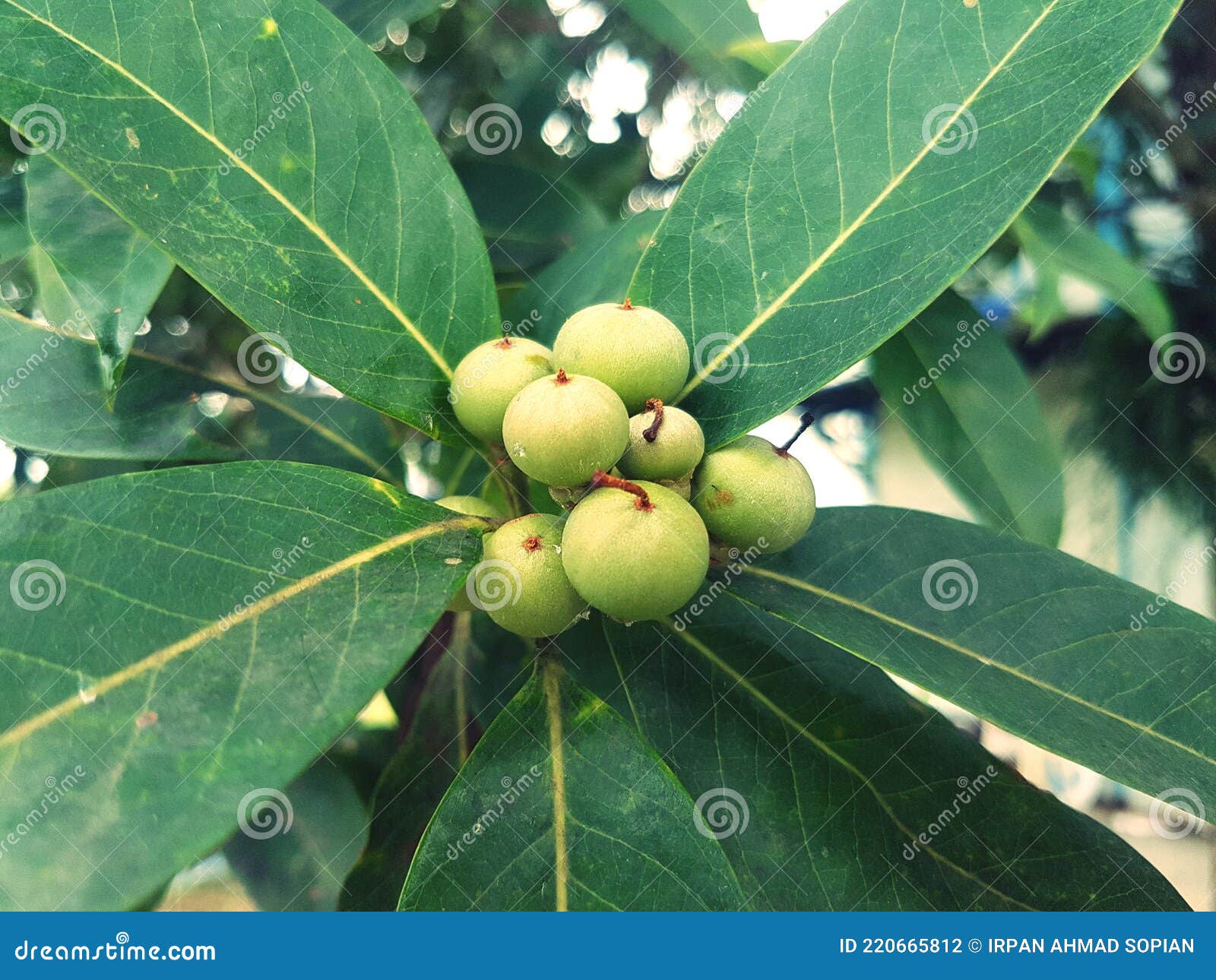 Puspa Tree Stock Photos - Free & Royalty-Free Stock Photos from Dreamstime