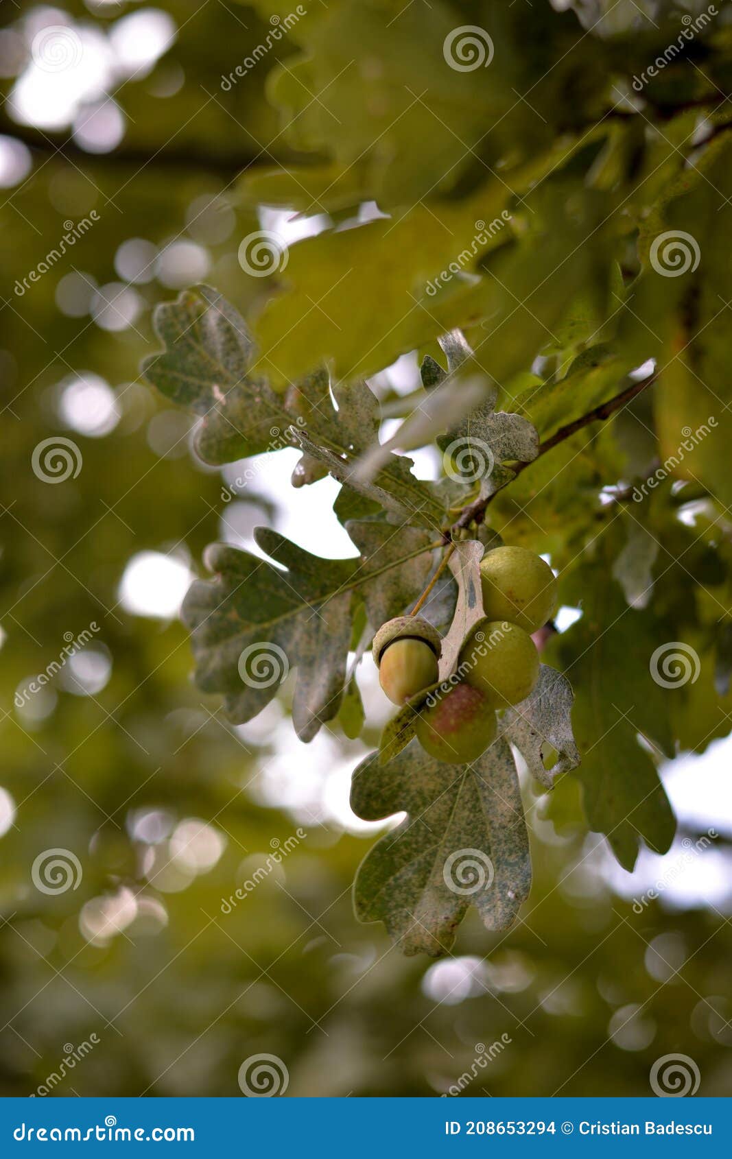 Fruits of Quercus Robur in the Autumn. Acorns on Branches Stock Photo ...