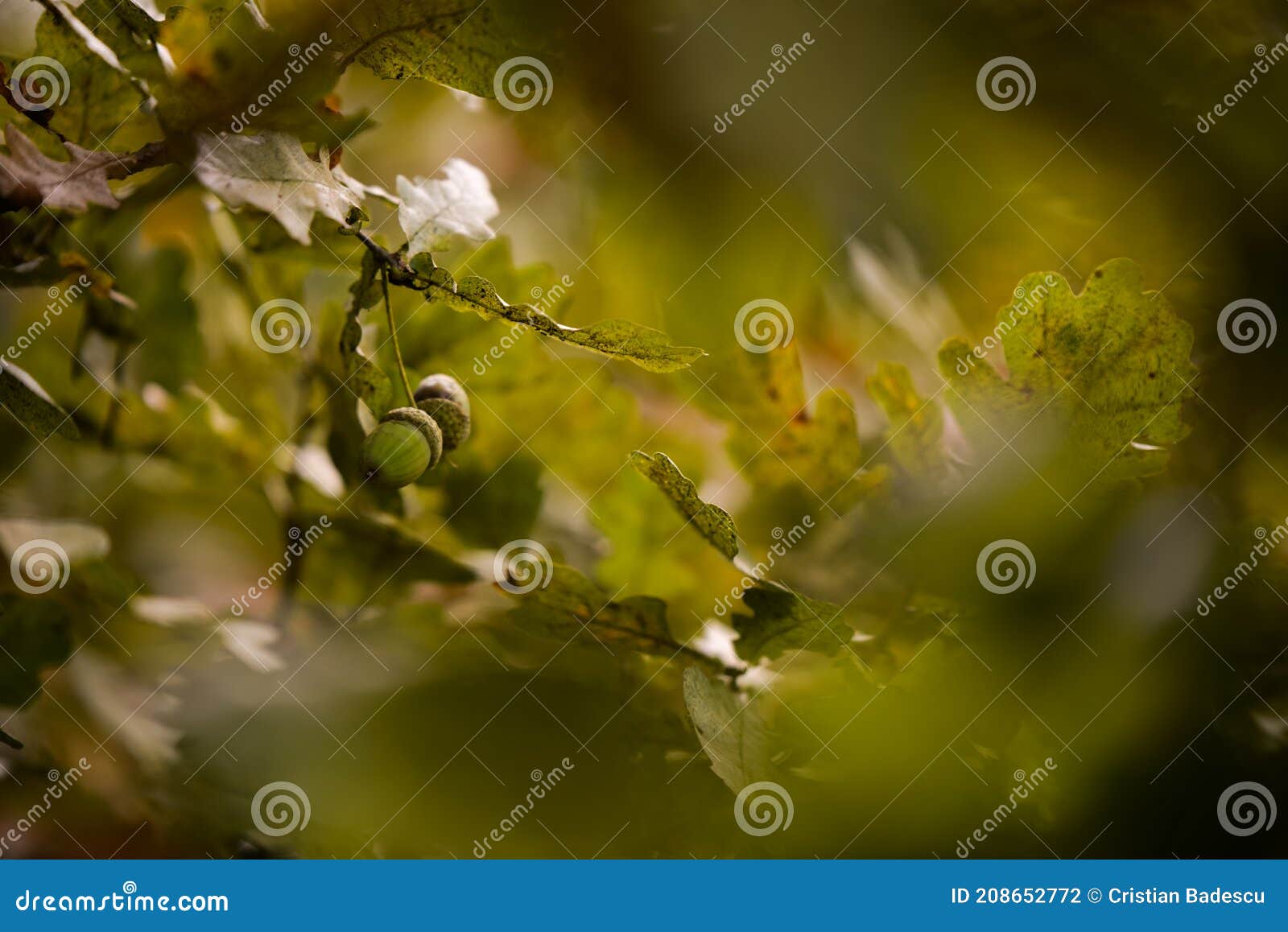 Fruits of Quercus Robur in the Autumn. Acorns on Branches Stock Photo ...