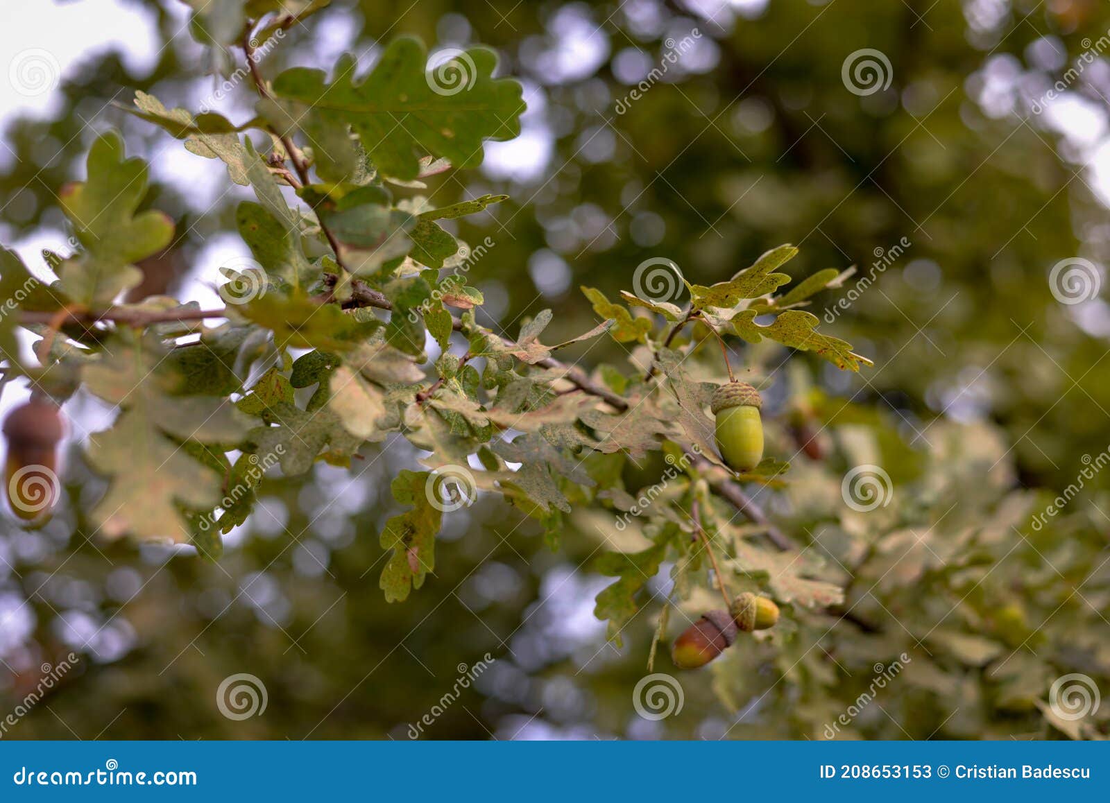 Fruits of Quercus Robur in the Autumn. Acorns on Branches Stock Image ...