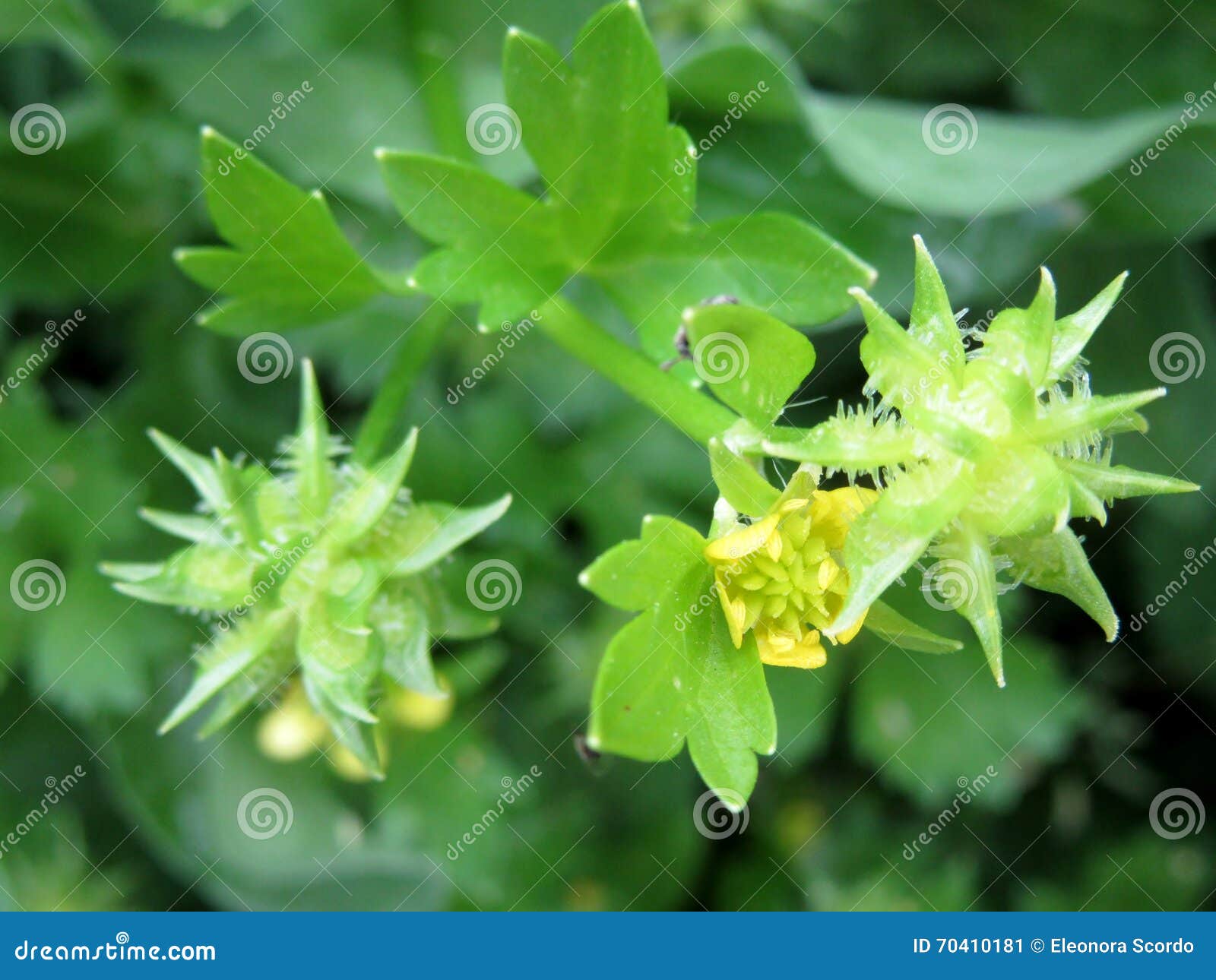 Fruits of ranunculus stock image. Image of spring, petals - 70410181