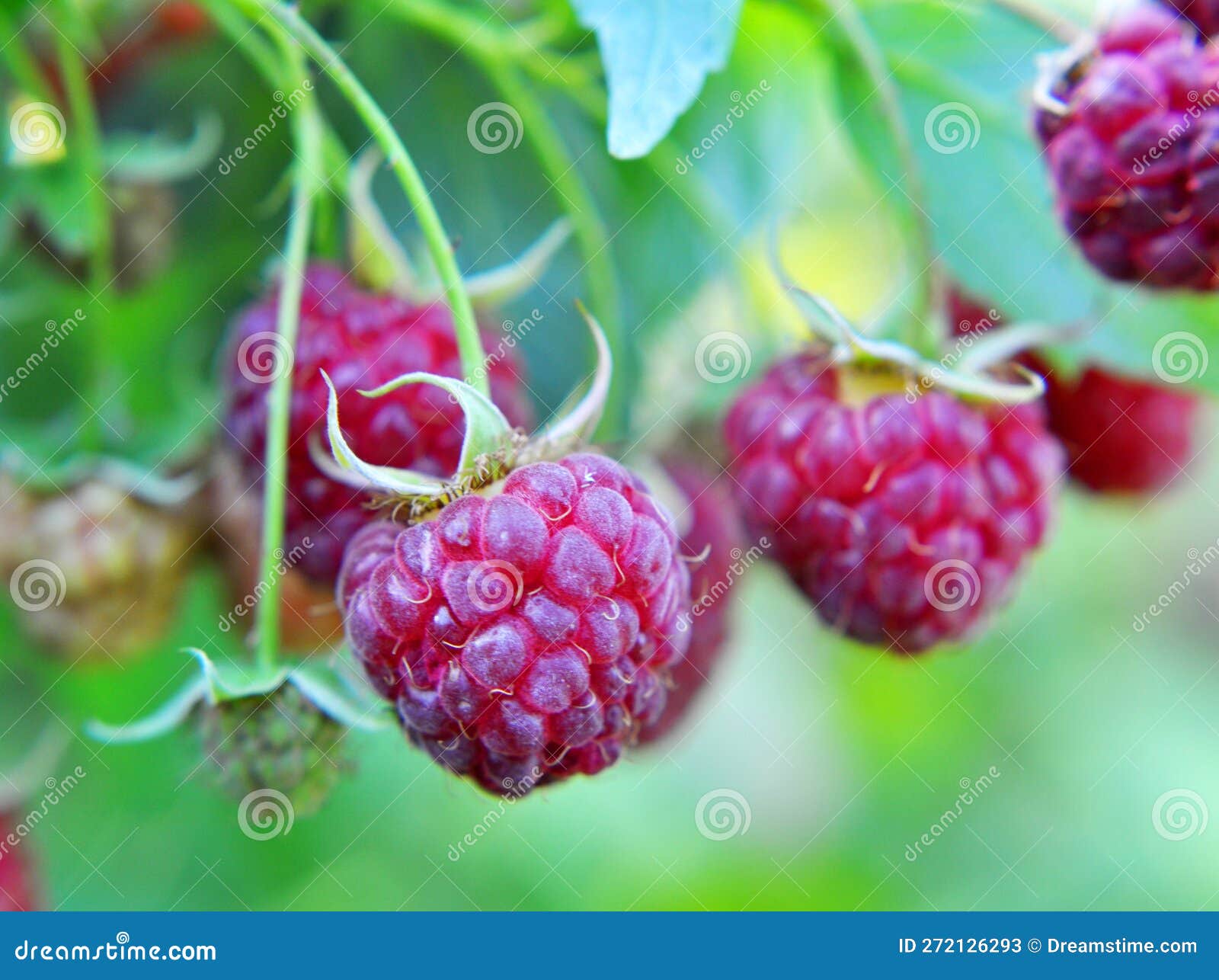 Fruits of Raspberry on a Bush Branch Stock Image - Image of summer ...