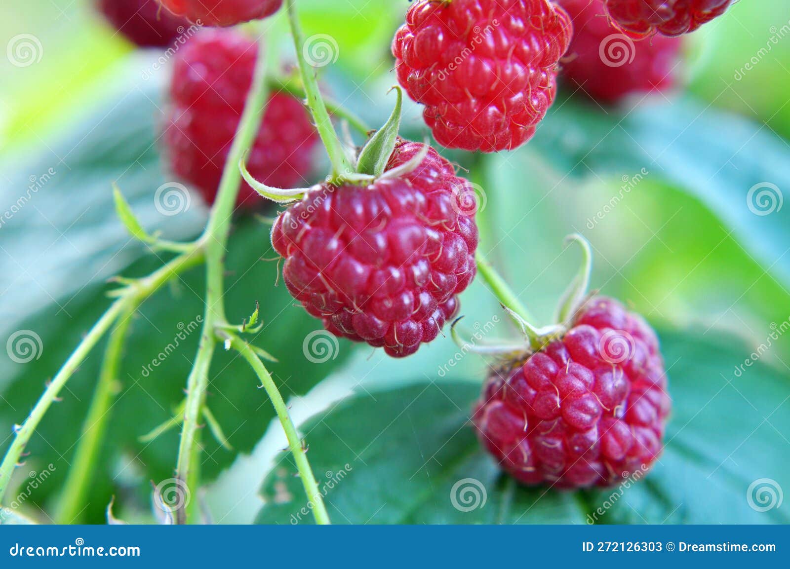 Fruits of Raspberry on a Bush Branch Stock Image - Image of orchard ...