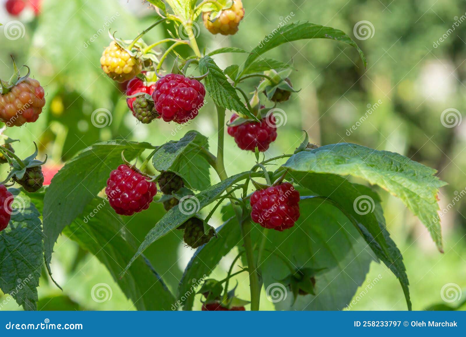 Fruits of Raspberry and Green Leaves on a Bush Branch Stock Image ...