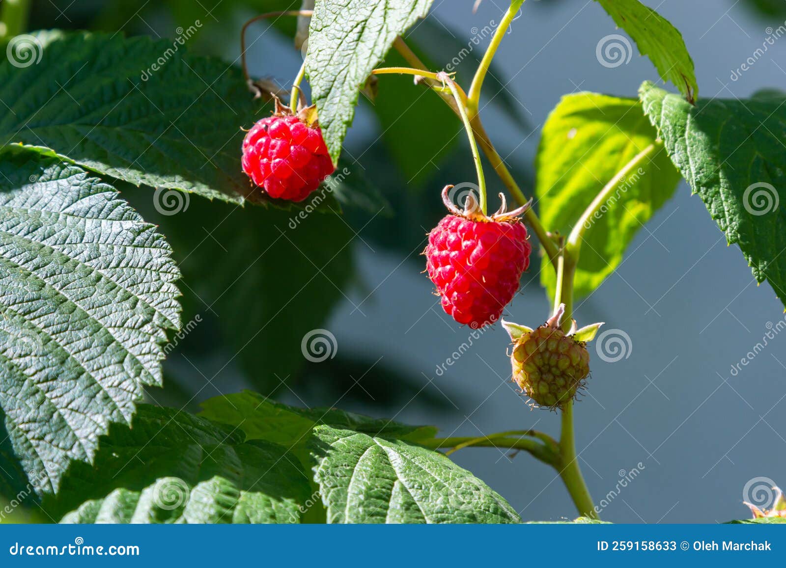 Fruits of Raspberry and Green Leaves on a Bush Branch Stock Image ...