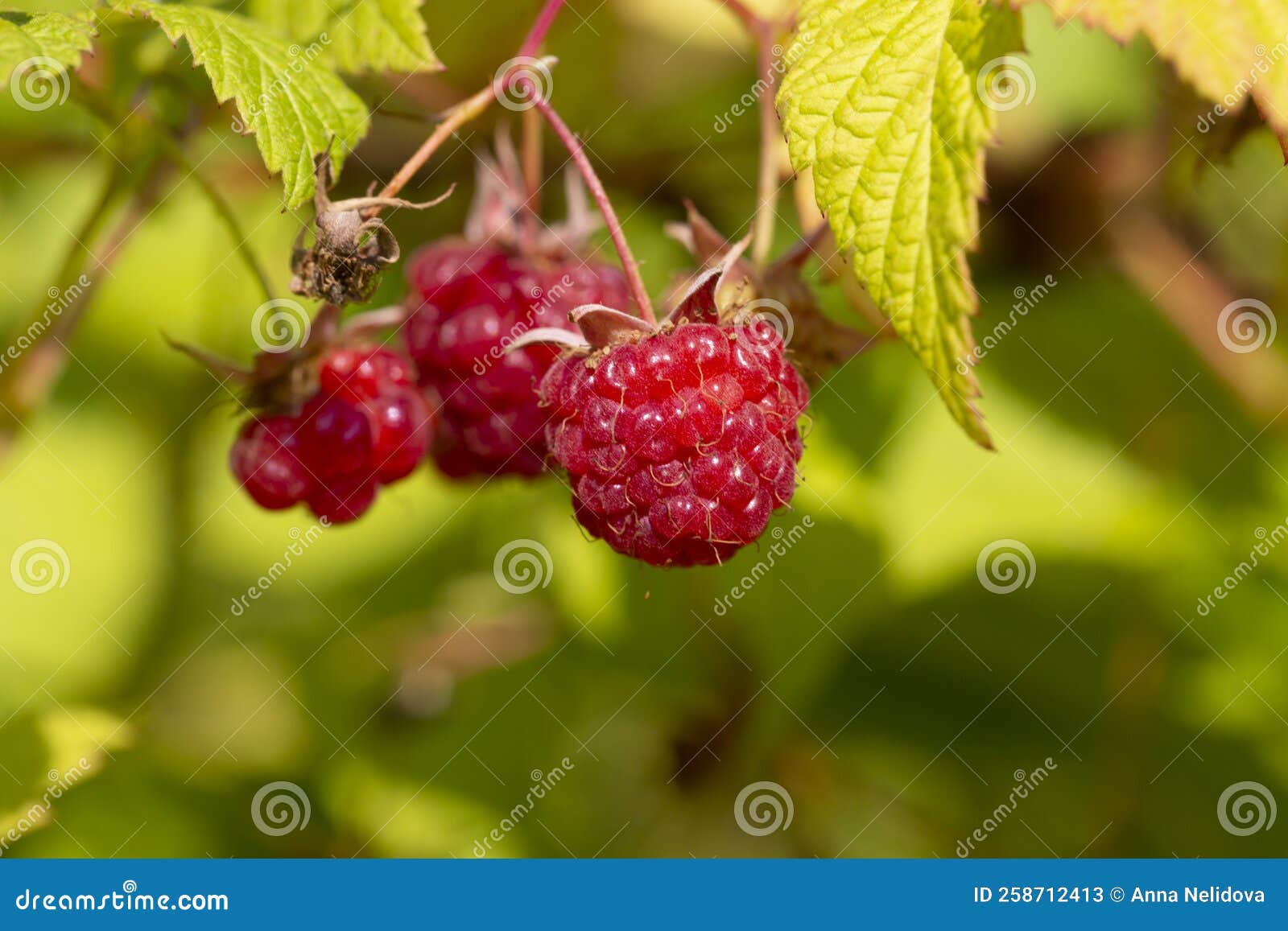 Fruits of Raspberry and Green Leaves on a Bush Branch on a Blurry Green ...