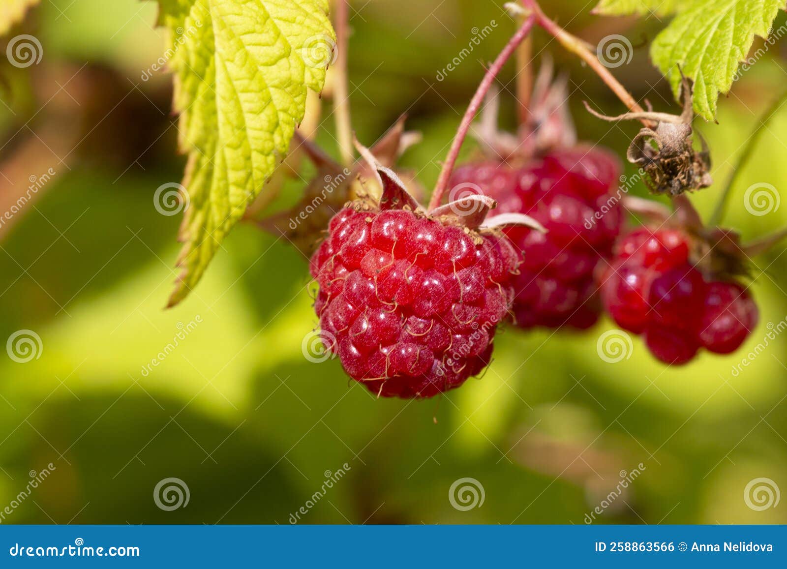 Fruits of Raspberry and Green Leaves on a Bush Branch on a Blurry Green ...