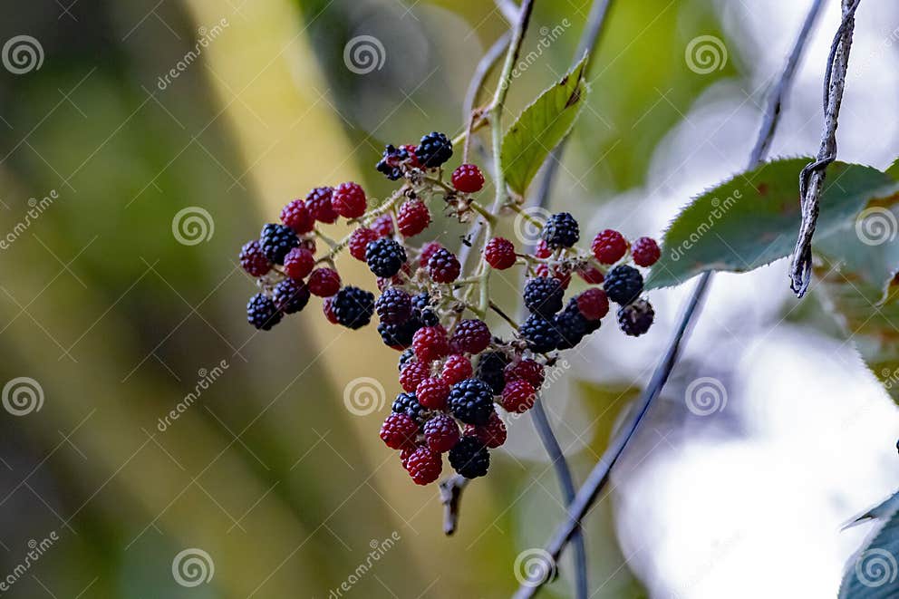 Fruits of the Raspberry Rubus Urticifolius Stock Photo - Image of ...