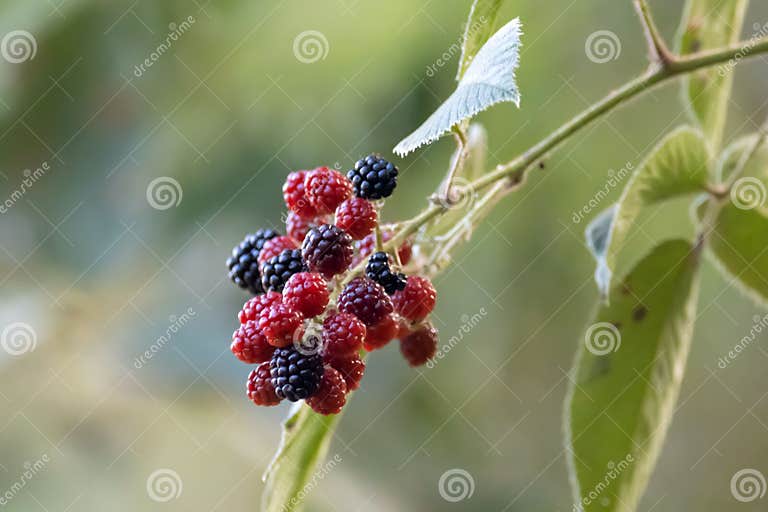 Fruits of the Raspberry Rubus Urticifolius Stock Photo - Image of macro ...