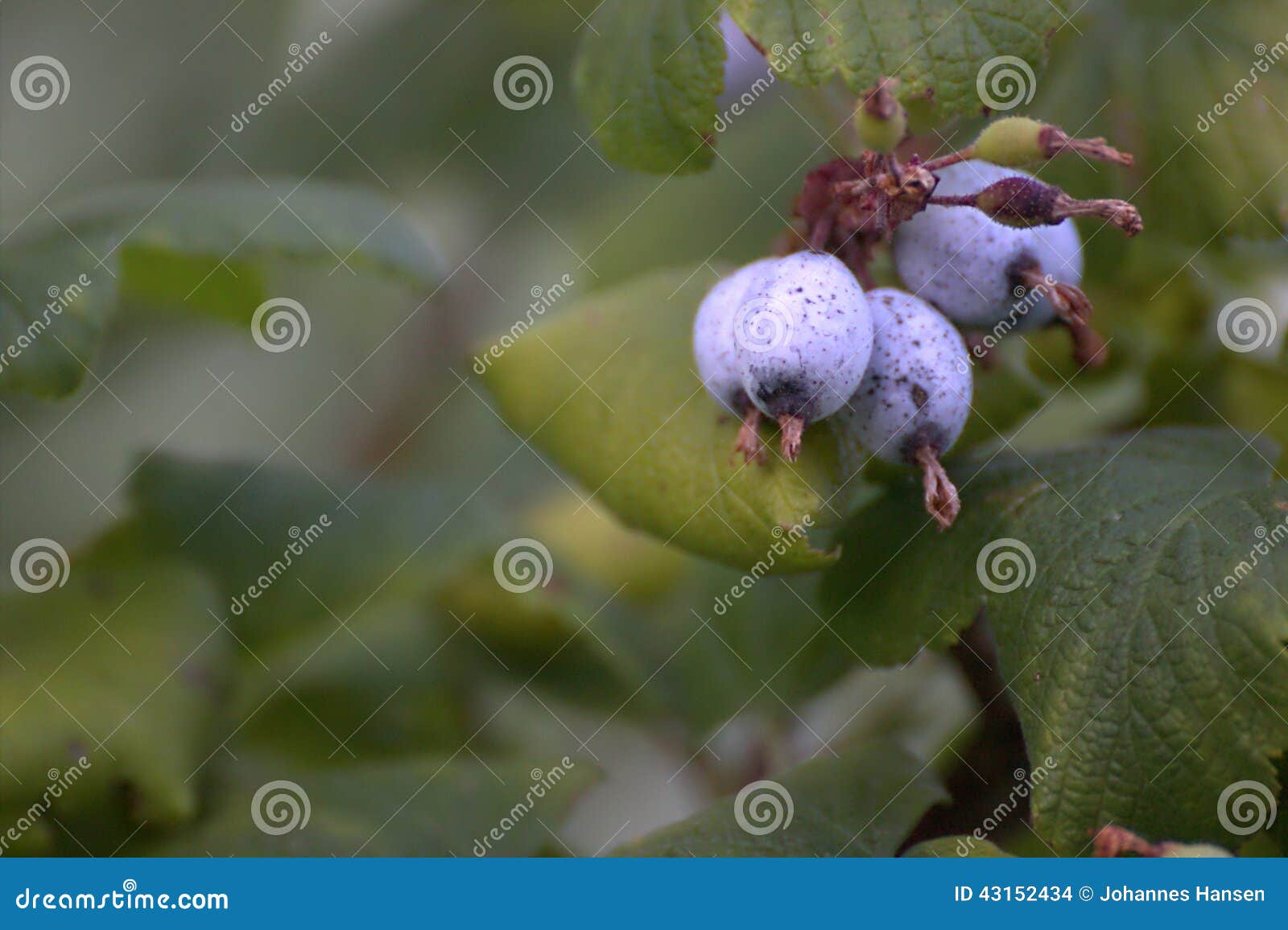 Fruits of Red-Flowering Currant Stock Photo - Image of leaf, flower ...