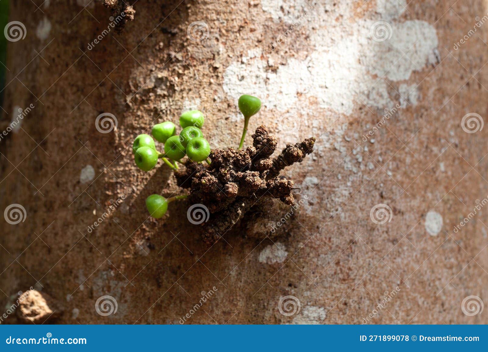 Fruits of a Red Stem Fig, Ficus Variegata Stock Photo - Image of grow ...