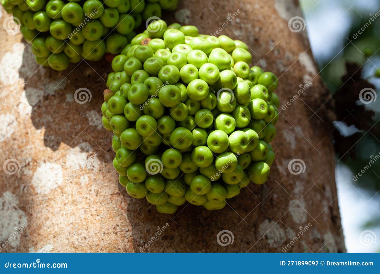 Fruits of a Red Stem Fig, Ficus Variegata Stock Photo - Image of ...