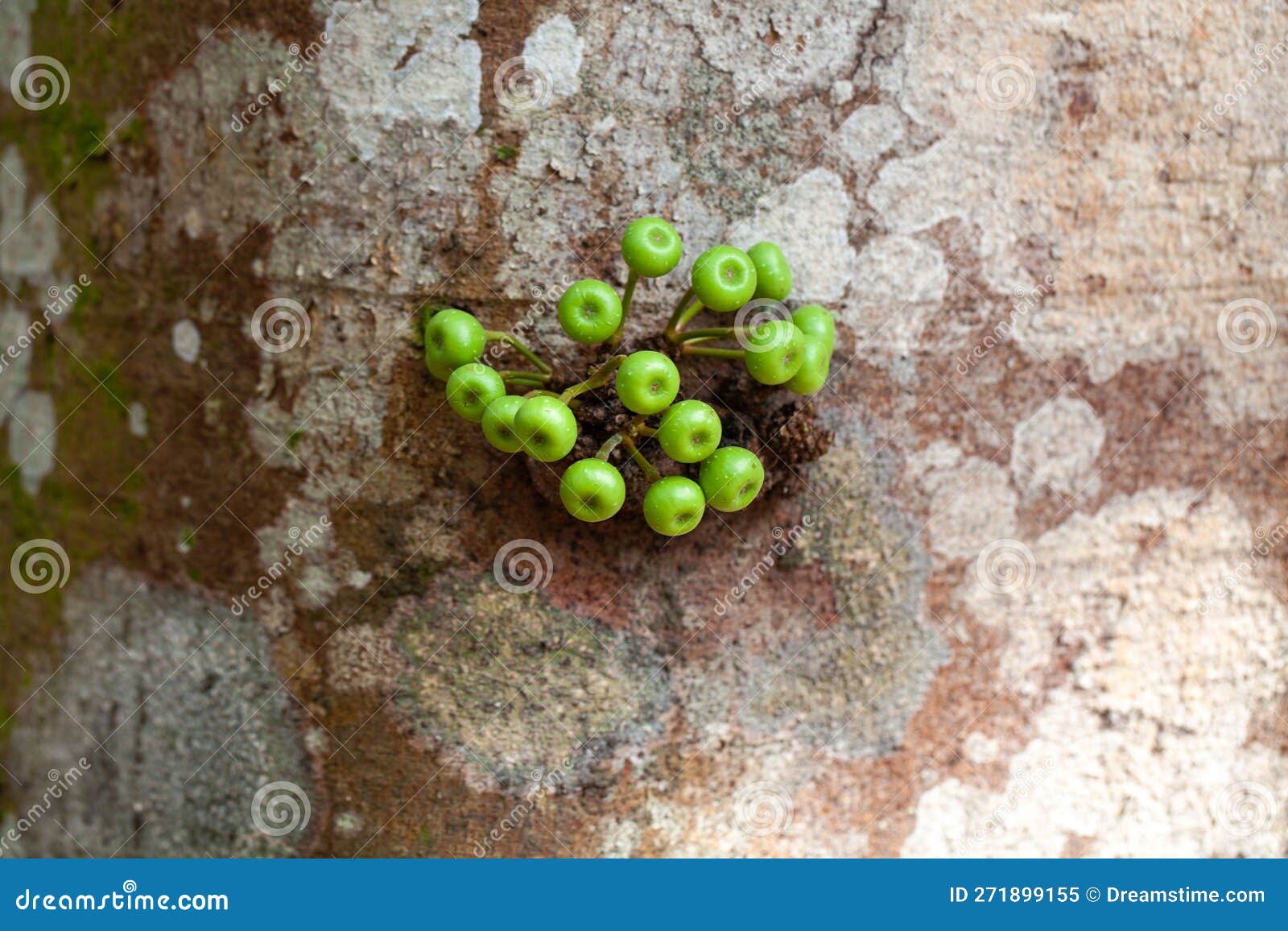 Fruits of a Red Stem Fig, Ficus Variegata Stock Image - Image of plant ...