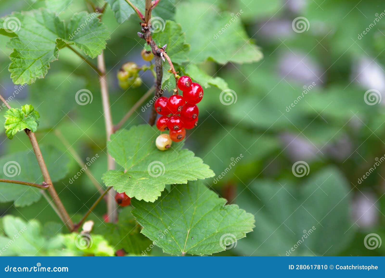Fruits of the Redcurrant - Ribes Rubrum Stock Photo - Image of closeup ...